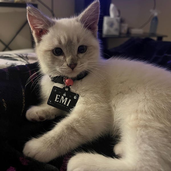Witchy Pet ID Tag, Custom Personalized Dog or Cat Tags, Mystical Gothic ...
