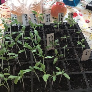 USA SELLER Obsession Sweet Corn 25 Seeds Heirloomzea Mays - Etsy