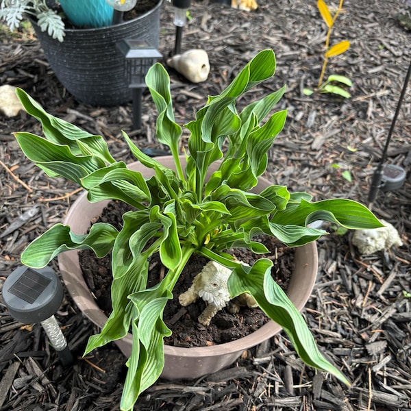 Hosta 'DROP-DEAD GORGEOUS'. Perennial. Plant. - Etsy