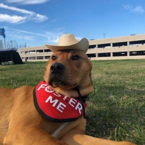5-pack ADOPT ME Bandana Scarf for Rescue Dogs - Etsy