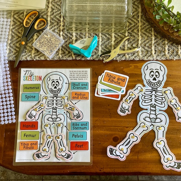 Skeleton Anatomy Activity, Printable Human Bones Lesson, Moving ...