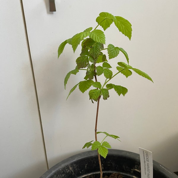 Cascade Harvest Red Raspberry- Very Large Firm Berries, Very Good ...