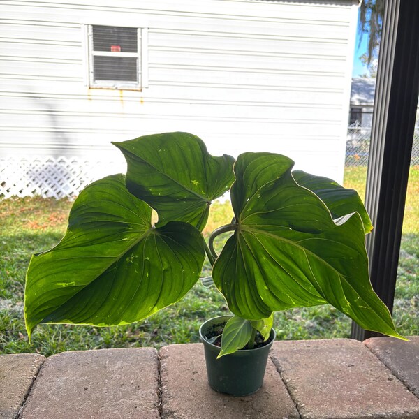 Senecio Stapeliiformis Pickle Plant - Sassy Pickles: Unique Succulent ...