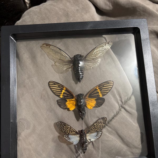 real-framed-giant-actias-luna-moth-3d-floating-shadow-box-insect