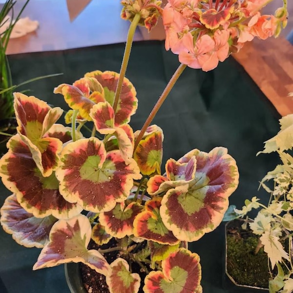 Velma Cox Zonal Geranium, Also Known as Mrs. Henry Cox) (pelargonium ...