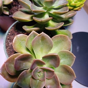 8 Echeveria Chroma Succulent Plant With Offsets - Etsy