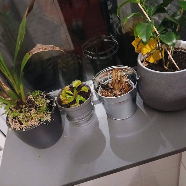 Venus Fly Trap Seeds: Carnivorous Plant, DIY Gardening Flytrap, Easy ...