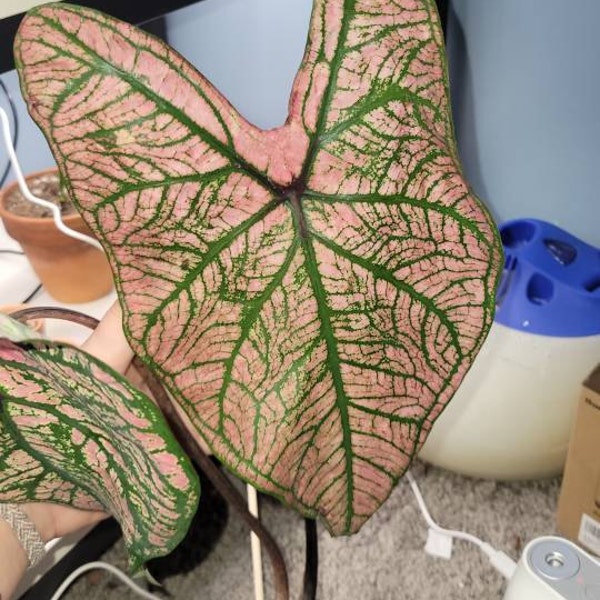 Silver Falls - Dichondra Plant. Ships in 4" Pot. We Do Not Ship to Ca ...