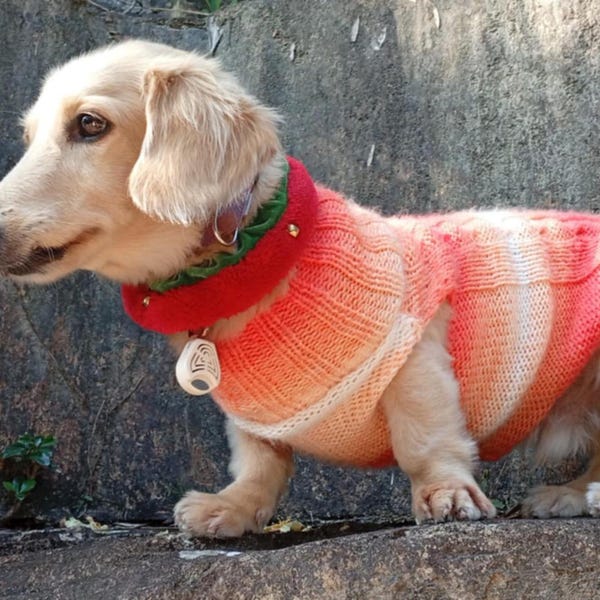 Personalized Dog Sweater With Initials, Dog Clothes With Letter of Name ...