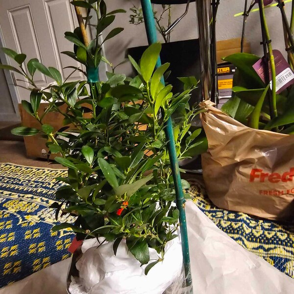 Finger Lime Tree , 1/2 Gallon Pot - Microcitrus Australasica in 1/2 Gal ...