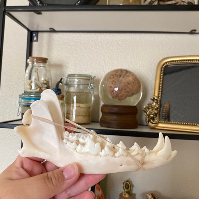 10 Deer First Phalanx Proximal Phalanx Bones Phalanges Knuckle - Etsy