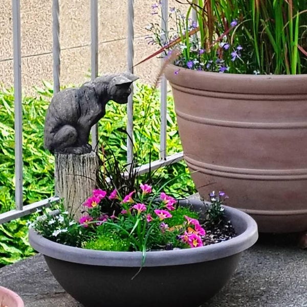 Southern Red Oak Tree (quercus Falcata) Seeds - NEW FOR FALL 2024 - Etsy