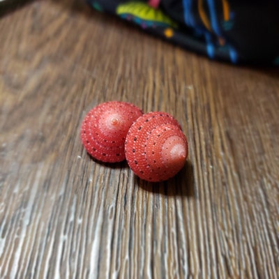 Strawberry Top Seashells clanculus Puniceus Craft Shells 1/23/4 5 ...