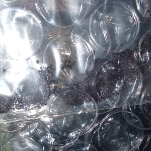 Vietnam Broccoli Seeds Cải Rổ Jie Lan Gai Lan Rapini Rabe Kale Stem ...