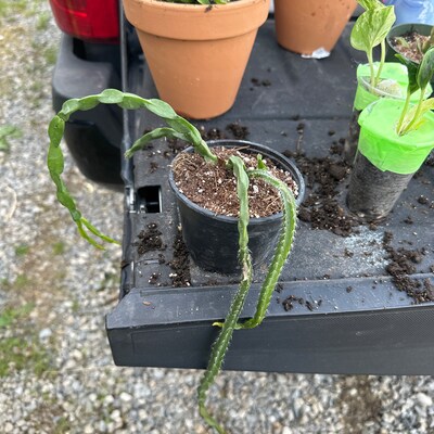 Euphorbia Trigona CV. Royal Red Rubra Cactus Rare Succulent Live Cacti ...