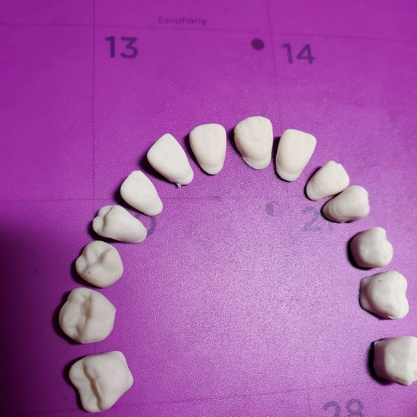 Realistic Human Teeth Silicone Mold for Soap, Candle, Resin Crafts - Etsy