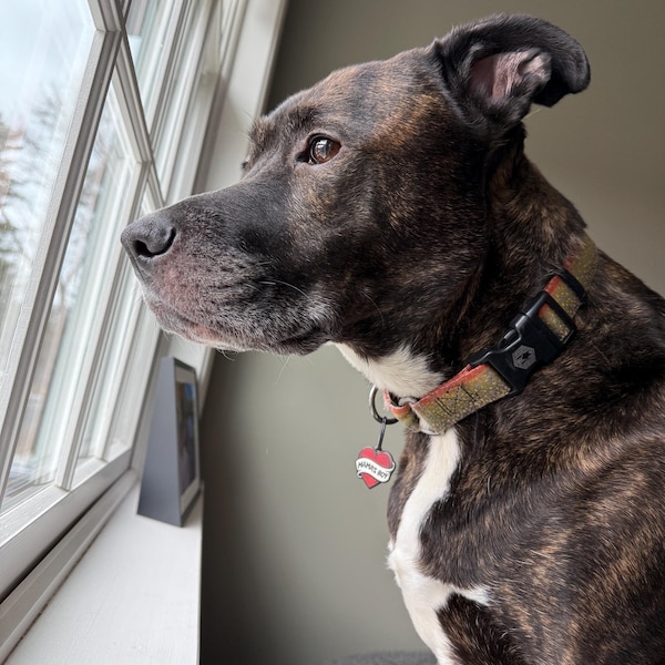 Pet ID Tag Mama's Boy, Tattoo Red Heart Dog Tag, Dog Tag for Dogs, Pet ...