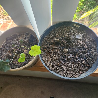 3 Snowcap Daises Leucanthemum Superbum Shasta Daisy Super Fragrant ...