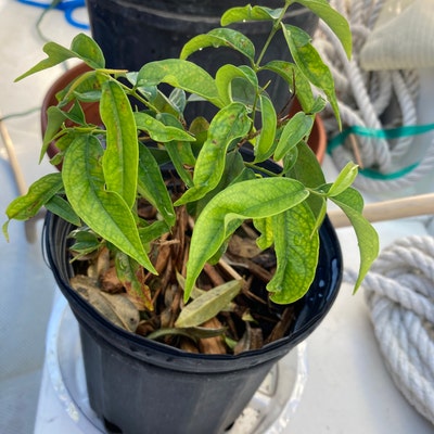 Cinnamon Apple pouteria Hypoglauca/glomerata Plant in 1 Gallon Nursery ...