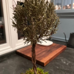 Scented Geranium Topiary Braid or Twist in a 6 Pot - Etsy