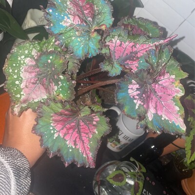 Jurassic™ Rex Begonia 'watermelon' - Etsy