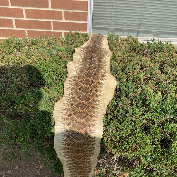 Rattlesnake Skin WITH RATTLE - Texas Western Diamondback Rattlesnake ...