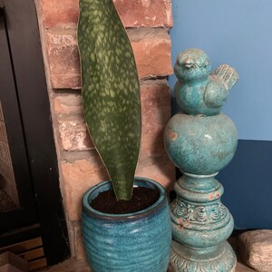 Senecio Barbertonicus Lemon Bean Bush Succulent Bush Senecio | Etsy