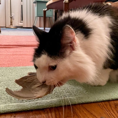 Dried Quail Wings4 for Crafts & Cats - Etsy