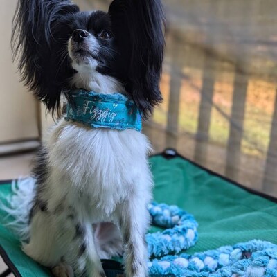 Bold and Bright Ring Lead With Tug Agility Lead-barn Hunt Lead Fyball ...