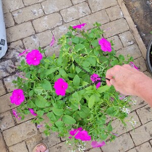 Gerbera Seeds Gerbera Daisy Flower Seed Mix 100 Seeds - Etsy