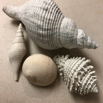 Large Fossilized Cone Shell - Etsy