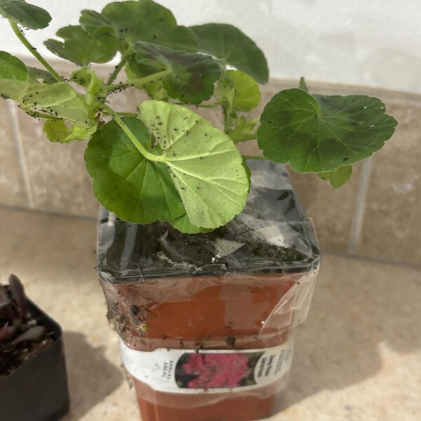 Moss Rose Plant (portulaca Grandiflora)( Ice Plant Succulent) Trailing ...