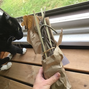 OP027: Opuntia Debreczeyi 'alberta Sunset' spineless Cat's Paw Cactus ...