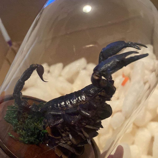 Scorpion in a Small Dome Wall Decor Real Taxidermy Wall Art Home ...