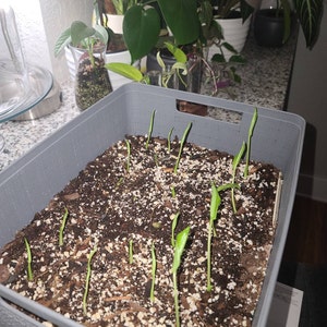 Dragon Tree 'dracena Draco' Fresh Seeds 10pc | Etsy