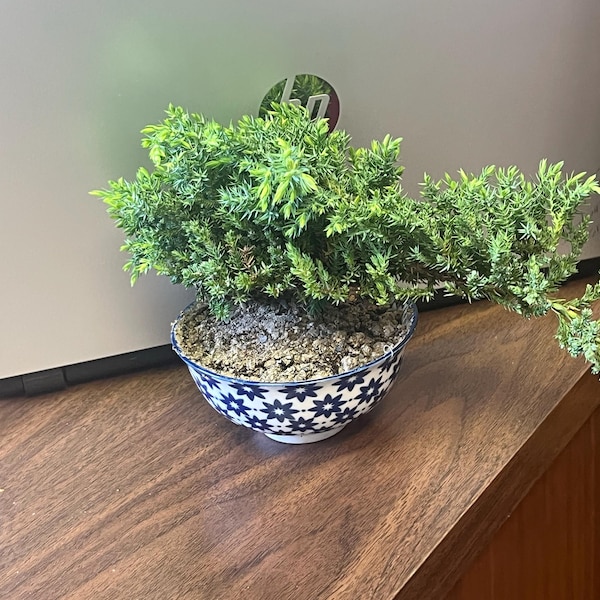 Bonsai Japanese Juniper Bonsai Tree in a Square White Glazed Ceramic ...