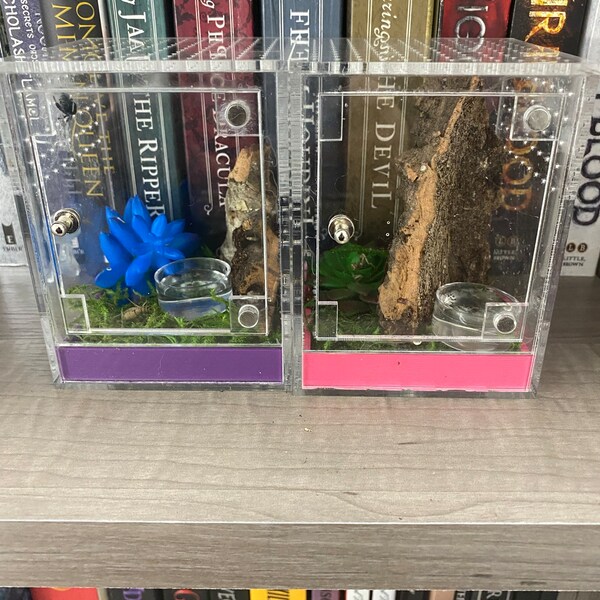 Deluxe Isopod Starter Kit Isopod Terrarium Kit for Isopods With Isopod ...