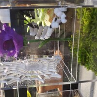 3D Printed Magnetic Pinecone Spider Hide - Etsy