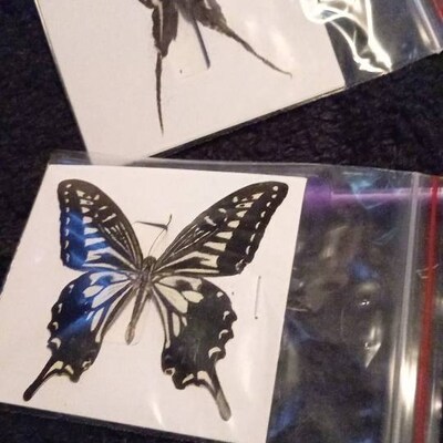 5-100PCS Real Butterfly Specimen Taxidermy Insect Butterflies Decor ...