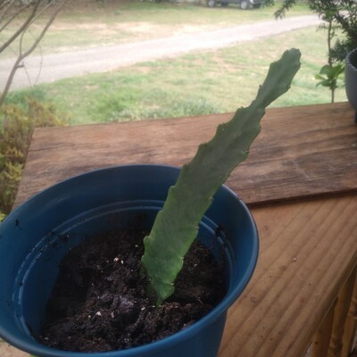 German Empress Epiphyllum 1 Cutting disocactus Phyllanthoides 6 8 ...