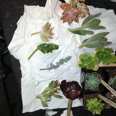 Sedum 'blue Spruce' / Stonecrop / Ground Cover / - Etsy