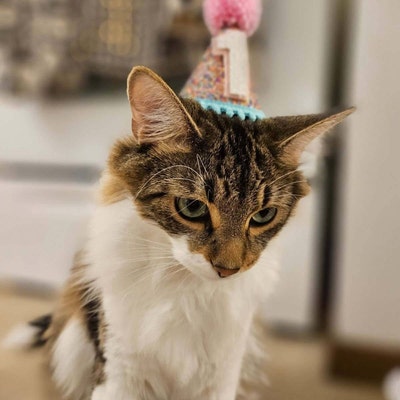 Cat Birthday Hat Pet Party Hat Puppy Birthday First Birthday Puppy First Birthday Birthday Party ...