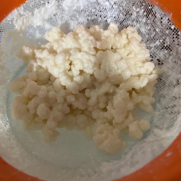 Live Milk Kefir Grains - Etsy