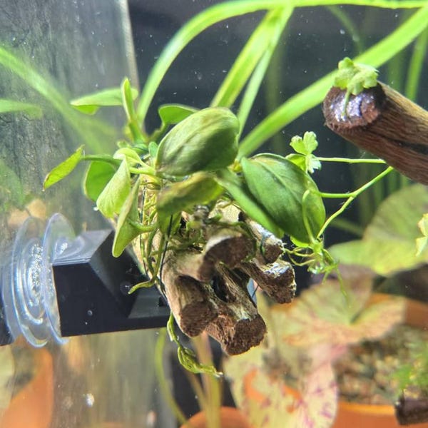 Aquaponics Floating Plant Holder. Grows on Top. Great for Pothos ...