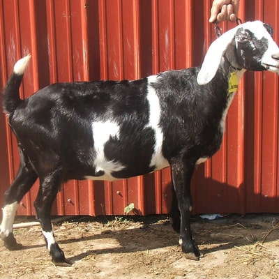 Lying Down Lamancha Goat, Unpainted White Resin, Traditional Sized ...