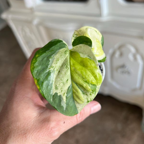 Carnival Pothos Teruno Series Epipremnum Aureum Carnival Terunoworld ...