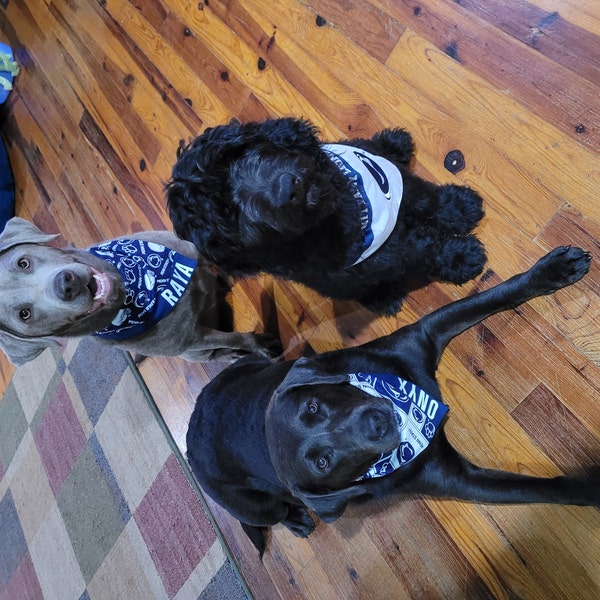 Penn State Dog Bandana: Personalized PSU Design - Etsy