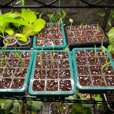 Dragon Tree 'dracena Draco' Fresh Seeds 10pc - Etsy