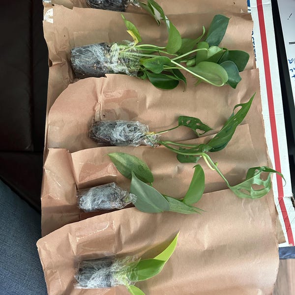 Alocasia Pink Princess Starter Plant (ALL STARTER PLANTS Require You to ...