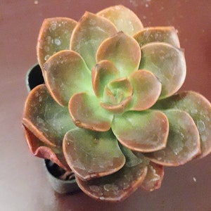 Imported Living Stone Lithops Succulent Plant - Etsy